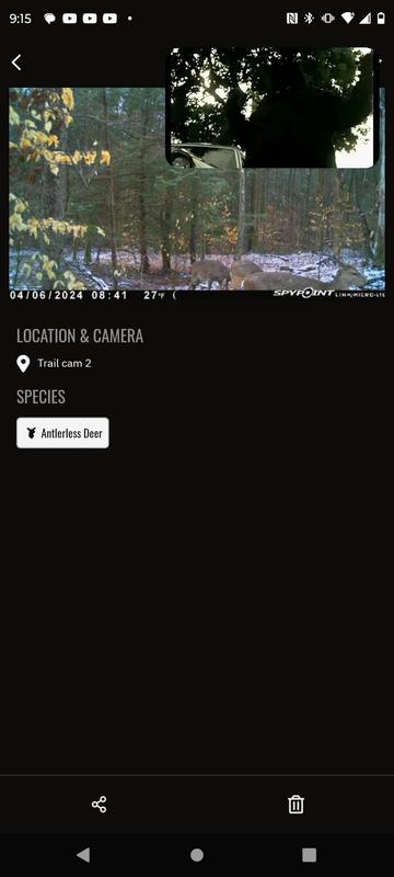 treeline 25 lb. Wild Berry Craze Deer Mineral Block at Tractor Supply Co