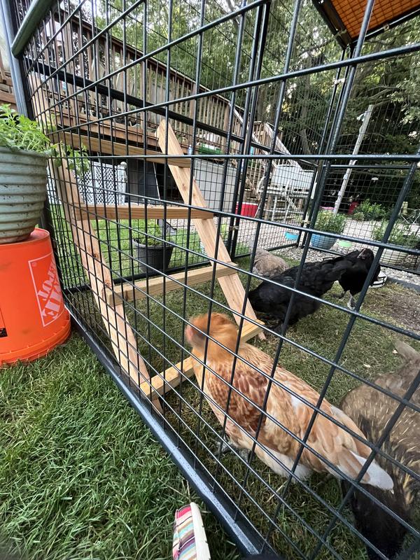 Producer's Pride Universal Poultry Pen, 24 Chicken Capacity, 8 ft. x 8 ...