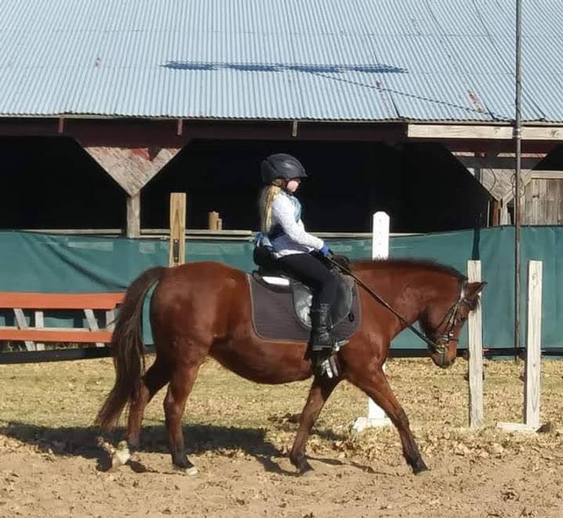 Purina Omolene #300 Growth Foal and Lactating Mare Horse Feed, 50 lb ...