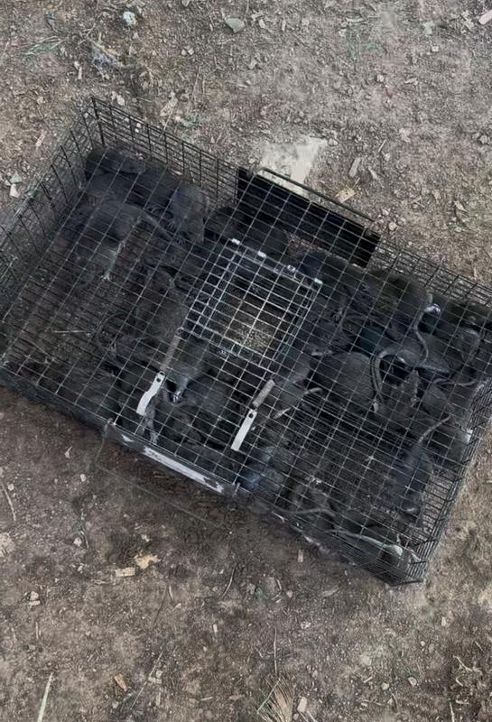 CatchMor Ratinator Rat Trap at Tractor Supply Co