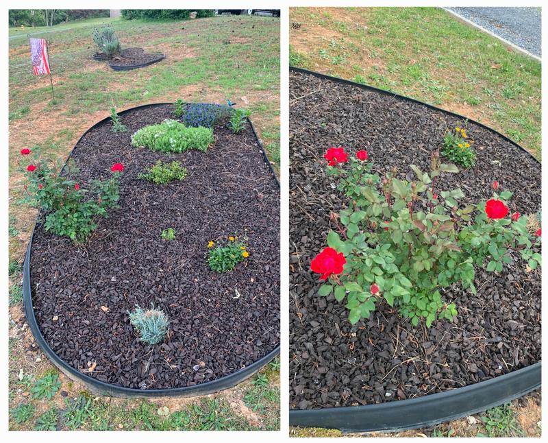 National Plant Network 3 gal. Crape Myrtle Bellini Guava Shrub with ...