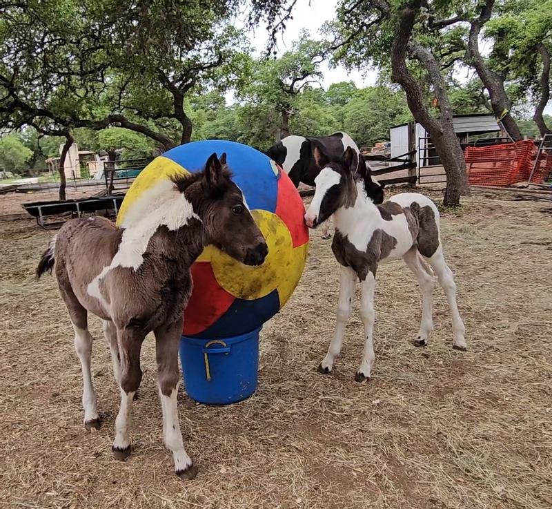 Purina Omolene #300 Growth Foal and Lactating Mare Horse Feed, 50 lb ...