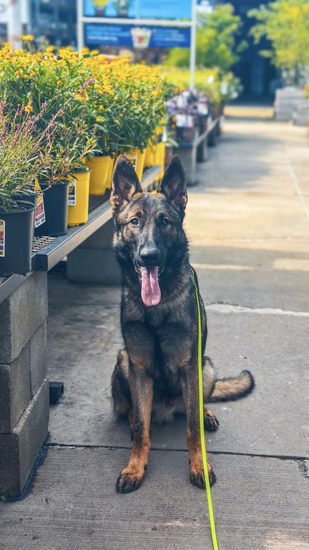 4health Strive All Life Stages Endurance 90 Formula Dry Dog Food, 45 lb ...