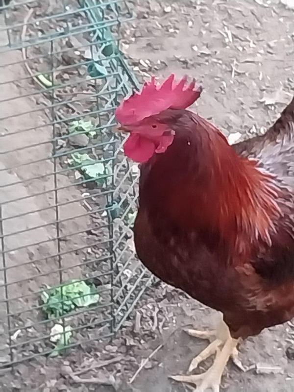 DuMOR 16% Layer Pelleted Chicken Feed, 50 lb. Bag at Tractor Supply Co.