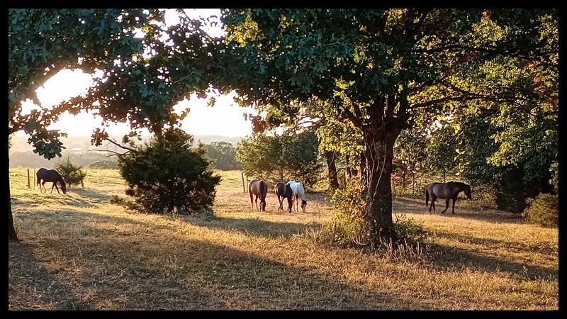 Unbeetable Feeds Blend Pellet Forage, 50 lb. at Tractor Supply Co