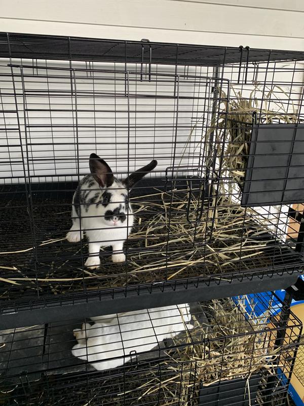 DuMOR Heavy-Duty Rabbit Cage, 36 in. x 30 in. at Tractor Supply Co