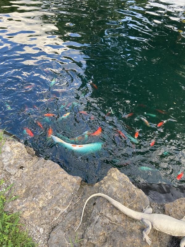 Purina AquaMax 4000 Pelleted Pond Fish Feed, 50 lb. Bag at Tractor ...