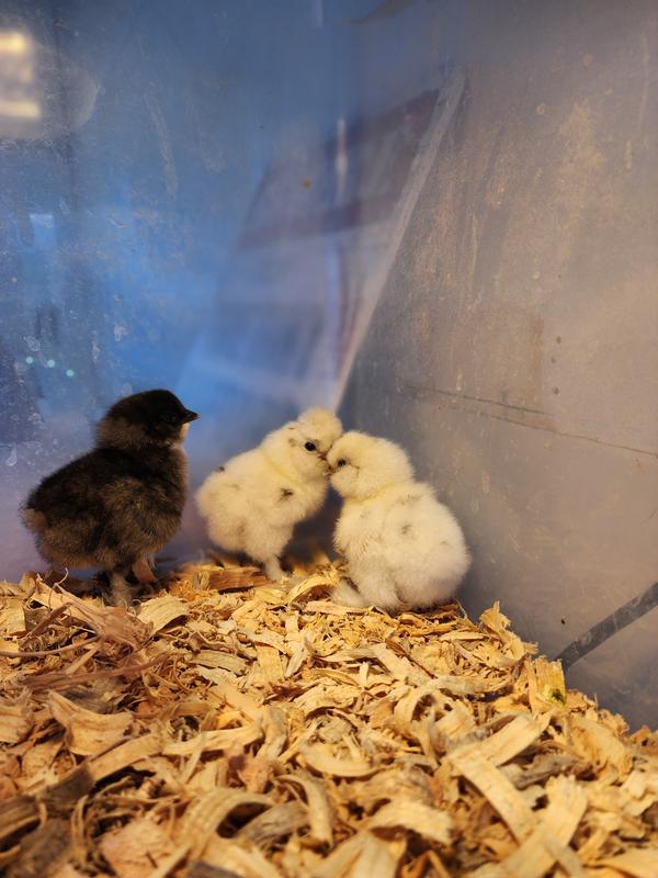 DuMOR 20% Chick Starter/Grower Crumbled Chicken Feed, 50 lb. Bag at ...