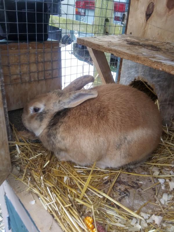 DuMOR Equine Fly Spray, 1 qt. at Tractor Supply Co