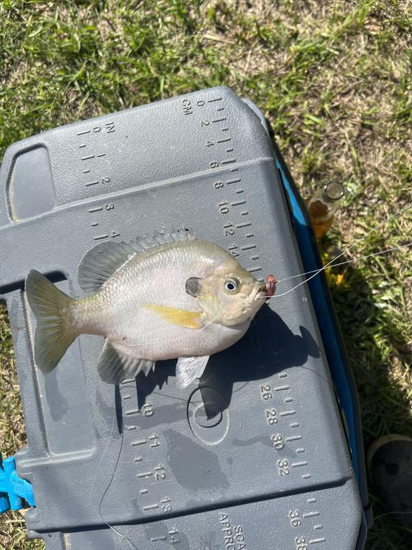 Purina AquaMax Sport Fish 500 Fish Feed, 50 lb. Bag at Tractor Supply Co