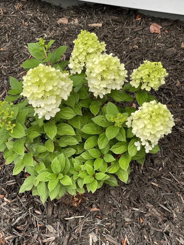 Proven Winners 2 gal. Potted Little Lime Punch Hydrangea Shrub at ...