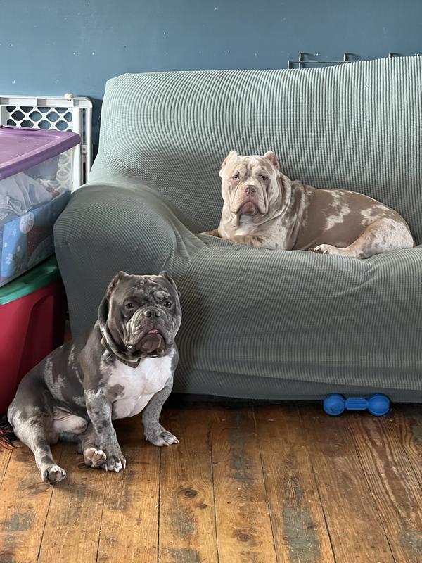 Sportmix CanineX All Life Stages Performance Grain-Free Chicken Recipe ...