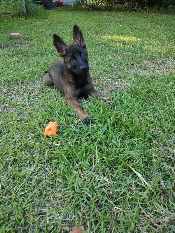 Taste of the Wild High Prairie Puppy Recipe with Roasted Bison and ...