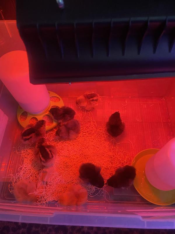 Hoover's Hatchery Live Rare Standard Package Chickens, 10 ct. Baby ...