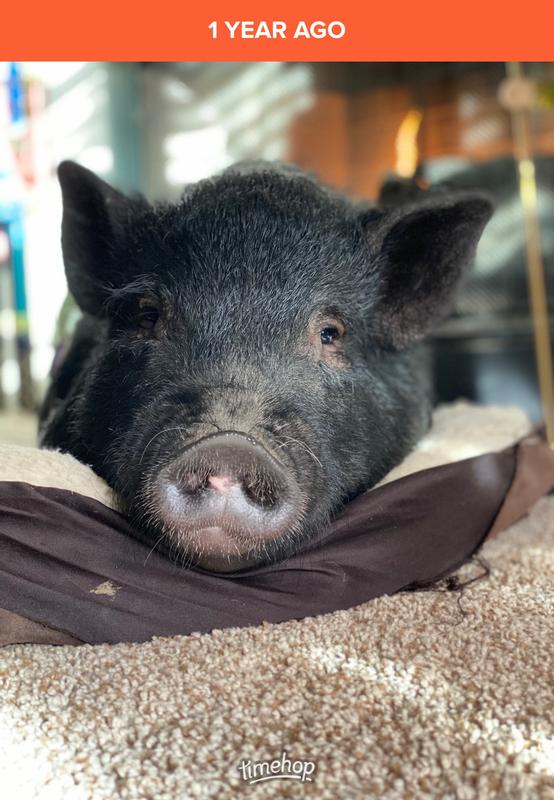 Behrens 1 gal. Galvanized Steel Feed/Utility Pan at Tractor Supply Co