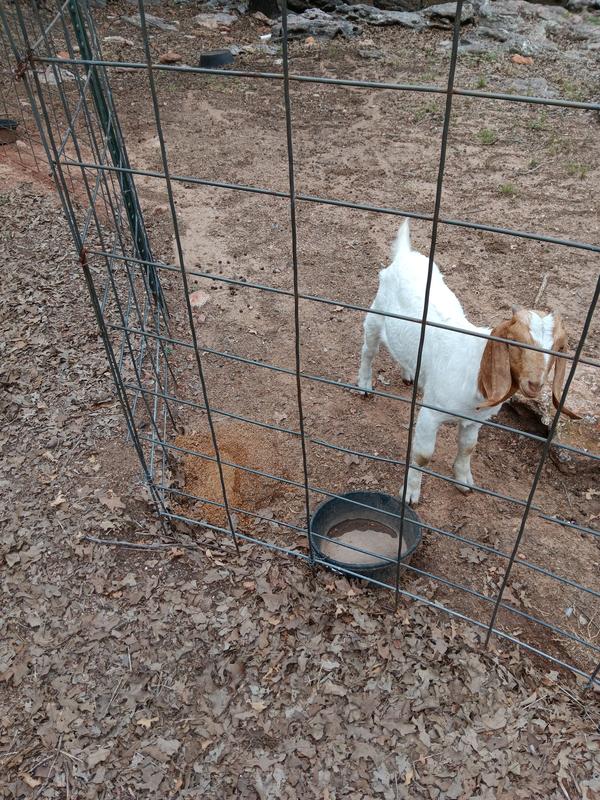 DuMOR Goat Mineral Block, 33 lb. at Tractor Supply Co