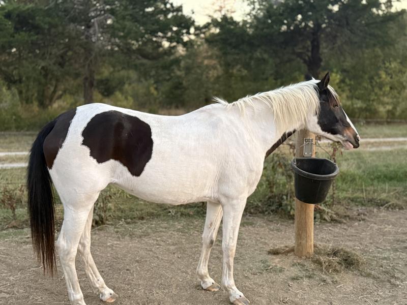 Nutrena ProForce Textured Senior Horse Feed, 50 lb. Bag at Tractor ...