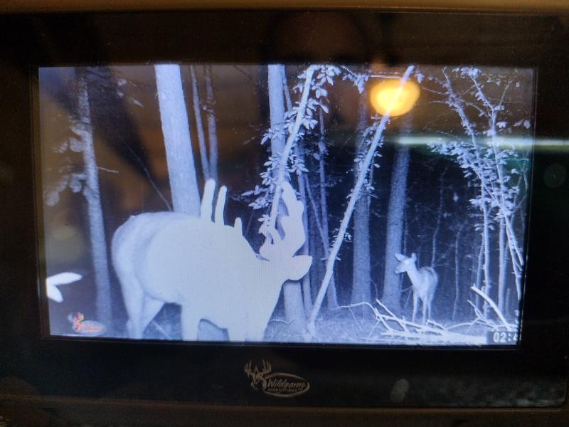 Evolved Habitats 1 gal. Deer Cane Liquid Deer Attractant at Tractor ...