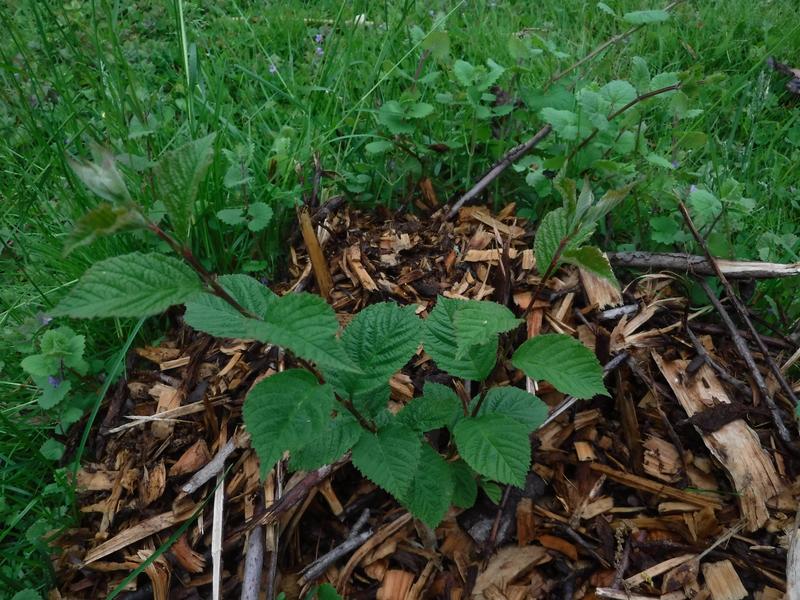 DeGroot Raspberry Fall Gold at Tractor Supply Co