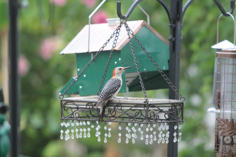 Royal Wing Wild Bird Food Value Mix, 20 lb. at Tractor Supply Co