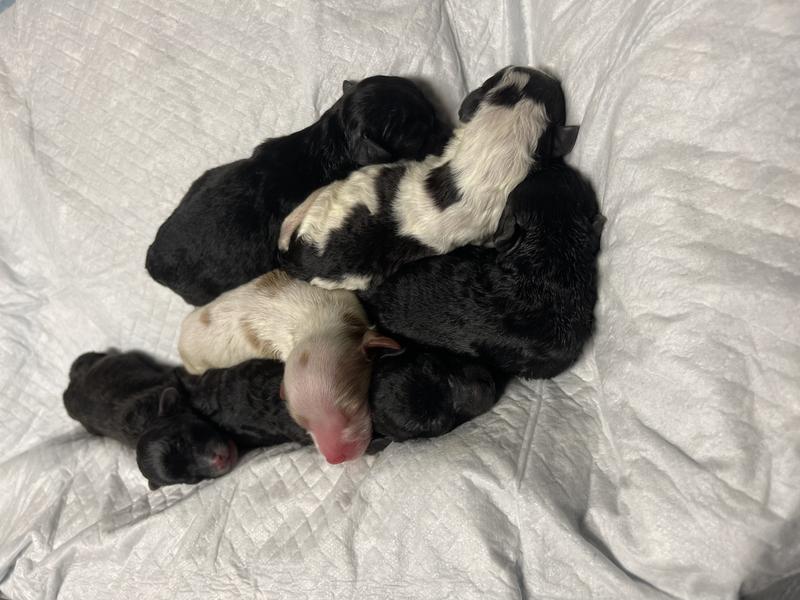 Manna Pro Colostrum Digestion Supplement, 16 oz. at Tractor Supply Co