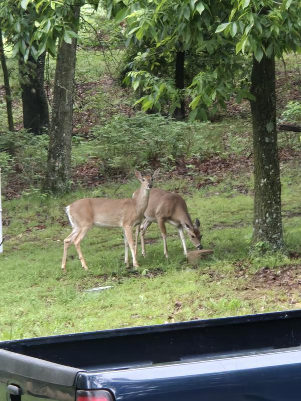 treeline 25 lb. Wild Berry Craze Deer Mineral Block at Tractor Supply Co