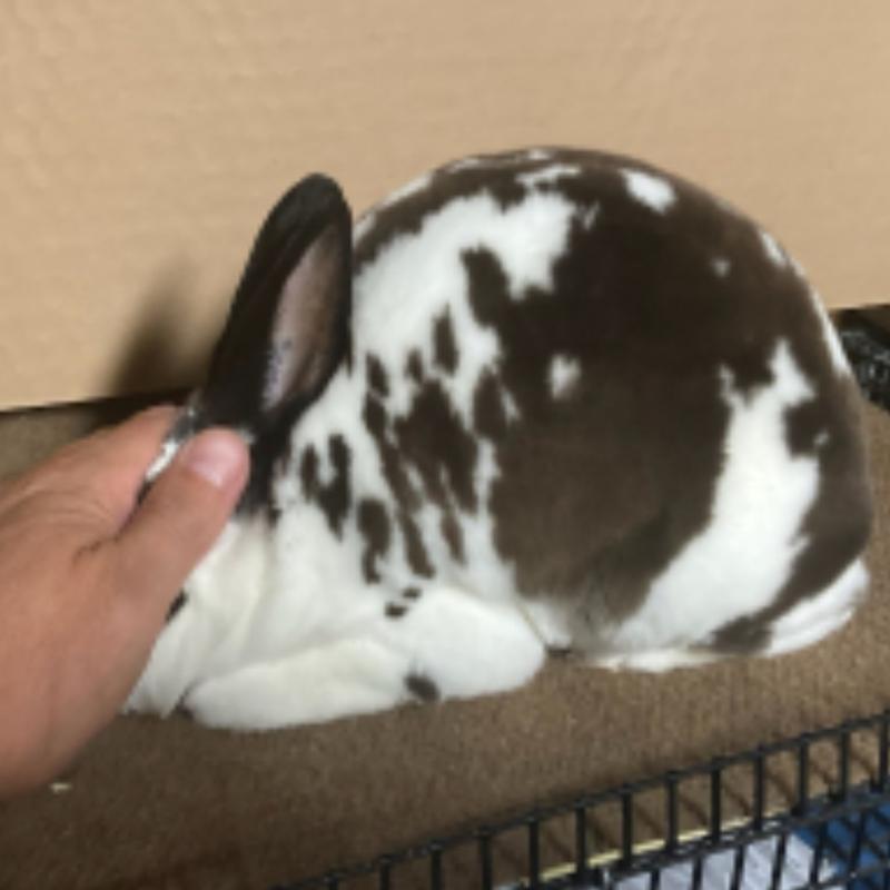 Purina Show Pelleted Rabbit Food, 50 lb. Bag at Tractor Supply Co