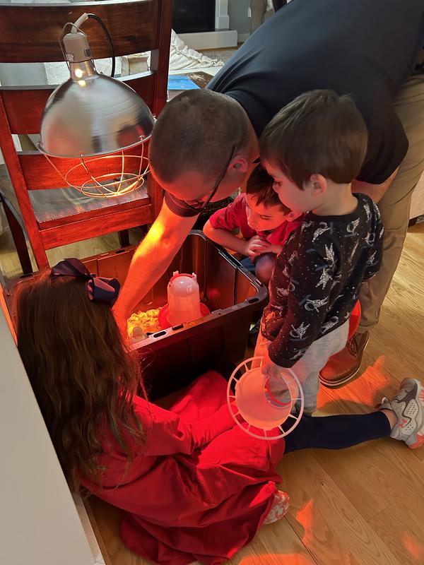 ImPECKables Beginner Poultry Starter Kit at Tractor Supply Co