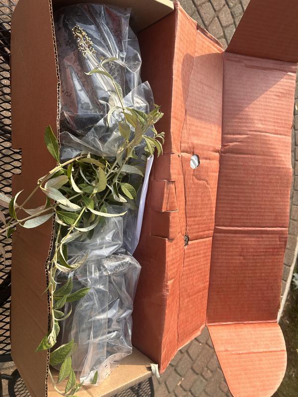National Plant Network 2.5 qt. Buddleia 3-in-1 Plant with Purpose at ...