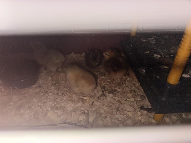 Hoover's Hatchery Live Rudd Ranger Chickens, 10 ct. Baby Chicks at ...