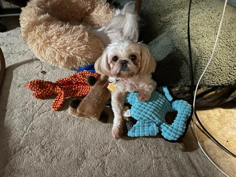 Fera Pet Organics - Cardiac Support For Dogs & Cats 60 Capsules (52g