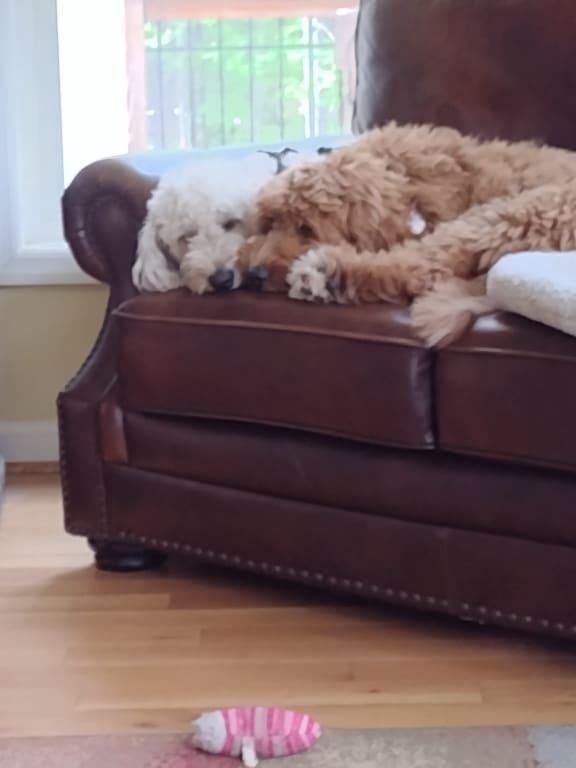 Ultimate Pet Nutrition Nutra Thrive Dog Health & Vitality Supplement