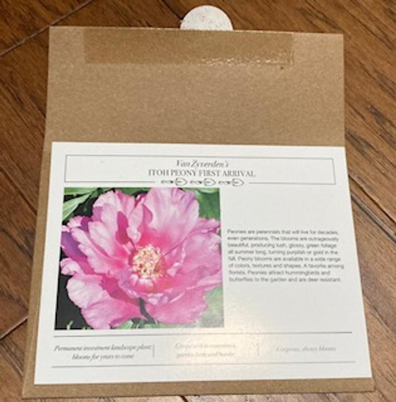 Van Zyverden Pink Itoh Peony Pink Ardour Bulbs 84544 at Lowes.com