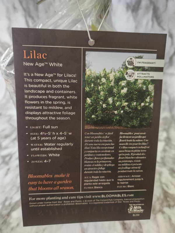 Van Zyverden White Bloomables Lilac New Age White Bulbs 84587 at Lowes.com
