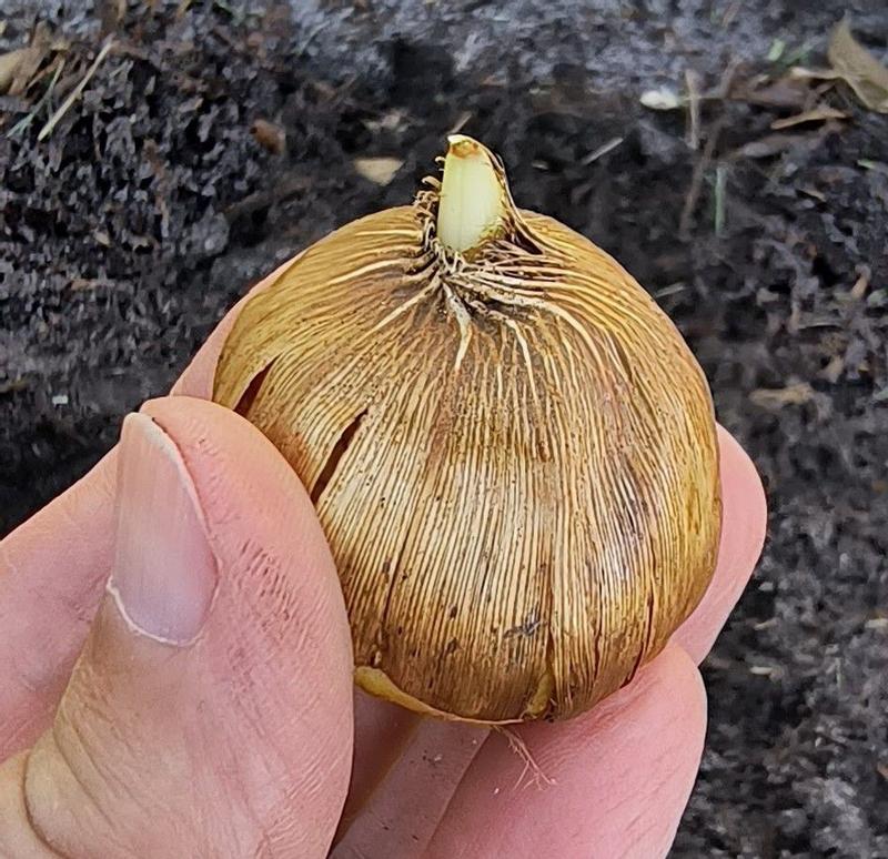 Van Zyverden Multicolor Gladiolus Emerald Snow Bulbs 15 Count in the ...