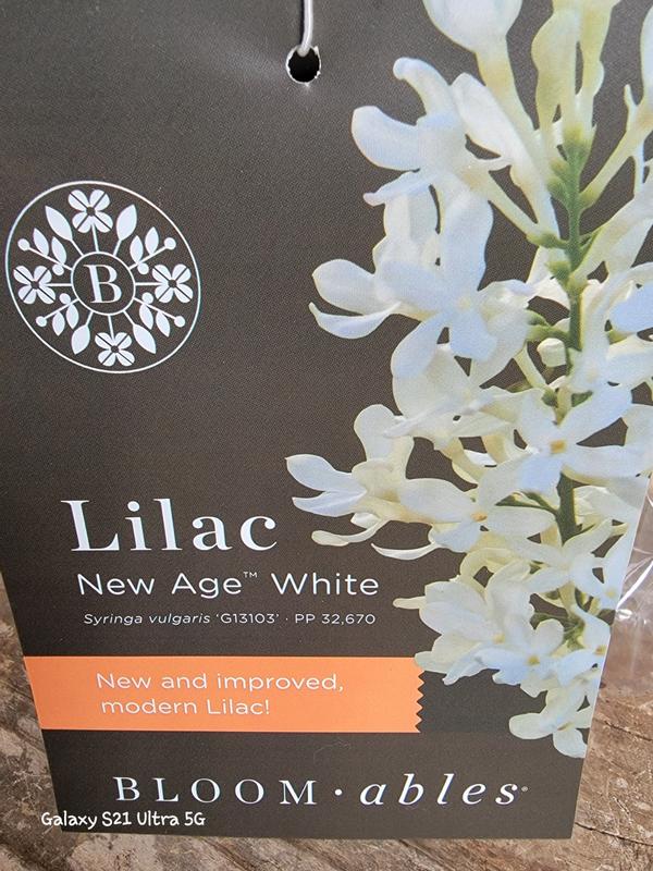 Van Zyverden White Bloomables Lilac New Age White Bulbs 84587 at Lowes.com