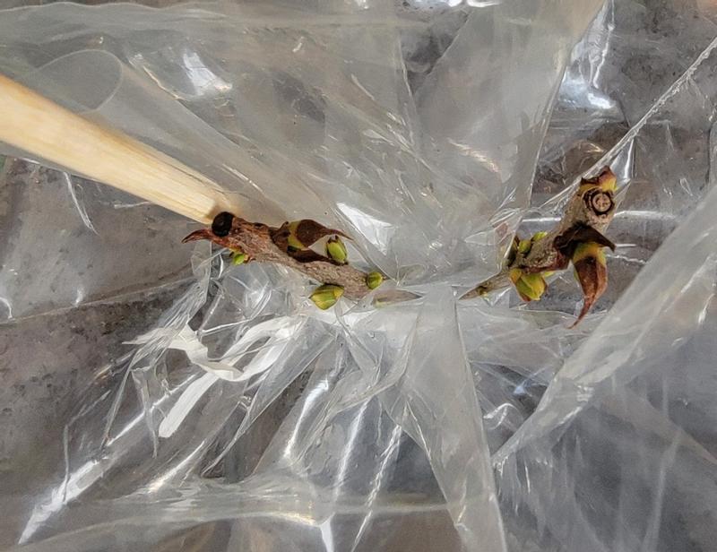 Van Zyverden White Bloomables Lilac New Age White Bulbs 84587 at Lowes.com