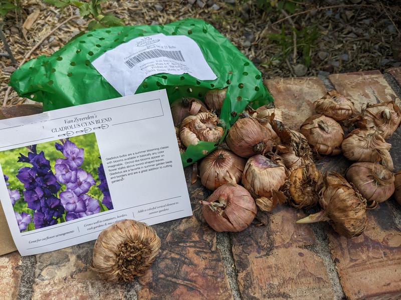 Van Zyverden Multicolor Gladiolus Cyan Blend Bulbs 25-Count 84520 at ...