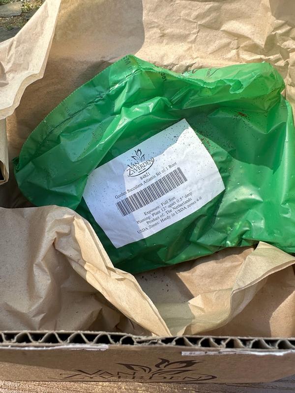 Van Zyverden Multicolor Garden Succulent Atlantis Bulbs 1 Count in the ...