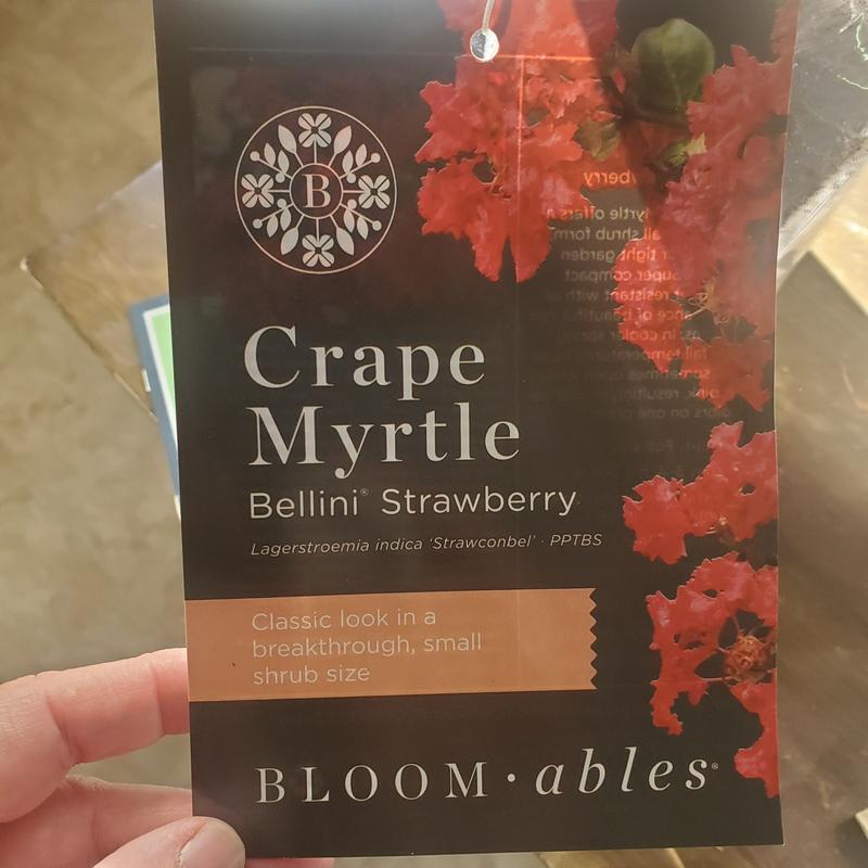 Van Zyverden Red Bloomables Grape Myrtle Bellini Strawberry Bulbs 84582 ...