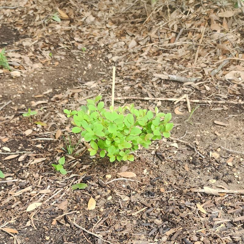 Van Zyverden Red Bloomables Grape Myrtle Bellini Raspberry Bulbs 84584 ...