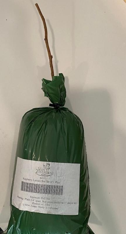 Van Zyverden White Raspberry Latham Red Bulbs 84552 at Lowes.com