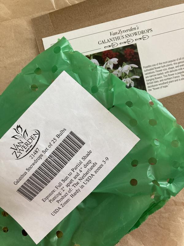 Van Zyverden White Snowdrop Bulbs 12-Count 87116 at Lowes.com