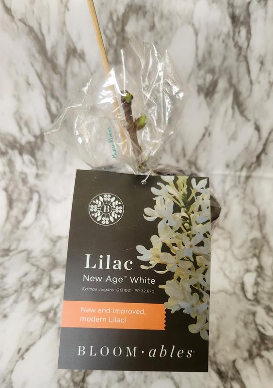 Van Zyverden White Bloomables Lilac New Age White Bulbs 84587 at Lowes.com