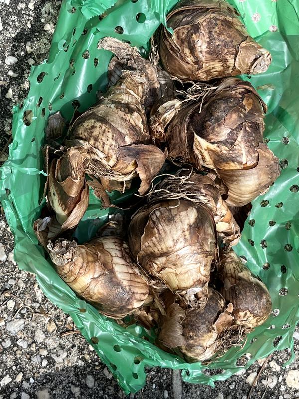 Van Zyverden Coral Daffodils Shrike Set Of 6 Bulbs 6-Count 88106 at ...