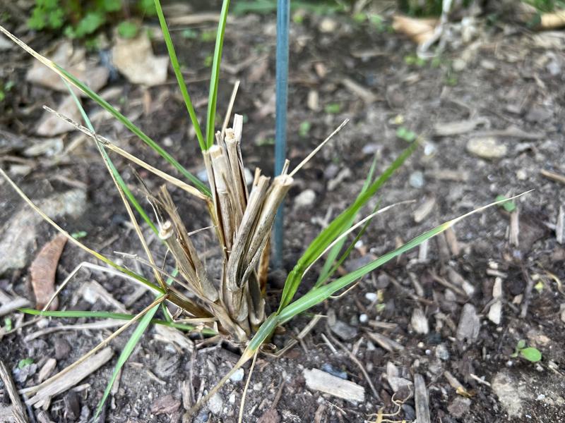 Van Zyverden Ornamental Grass Giant Fountain One 3.25 in. Dormant ...