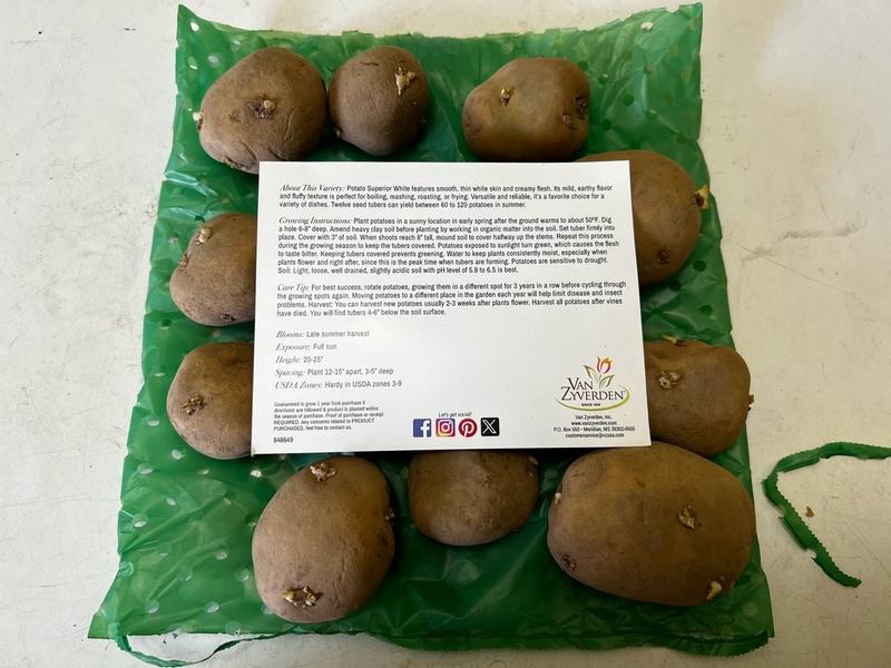 Van Zyverden 12 -Pack Potatoes Superior White Plant in Bulb in the ...