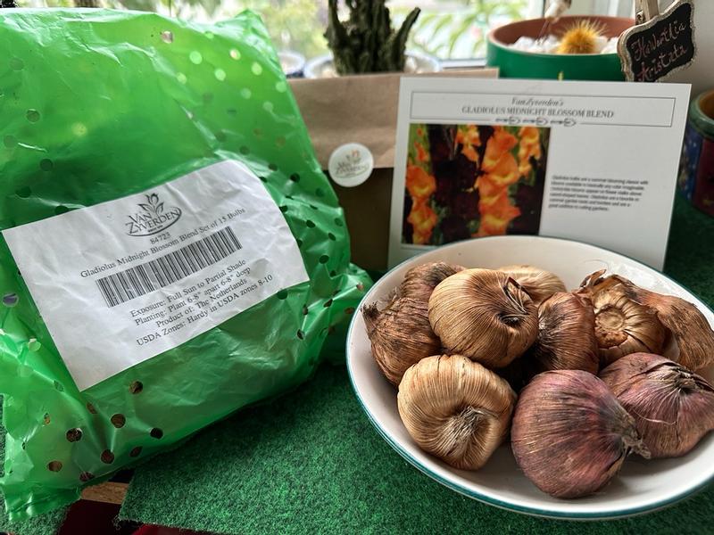 Van Zyverden Multicolor Gladiolus Midnight Blossom Bulbs 15 Count in ...