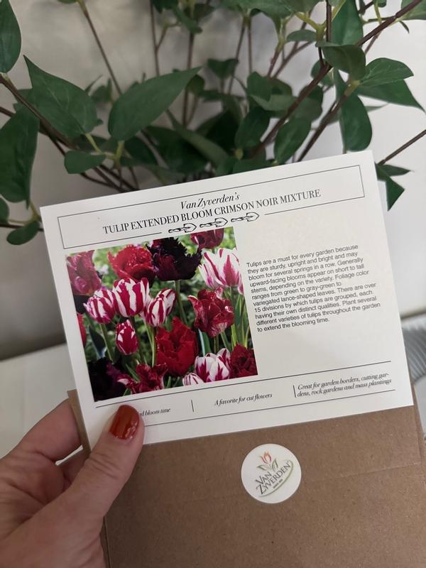 Van Zyverden Multicolor Tulips Bulbs 25-Count 88027 at Lowes.com