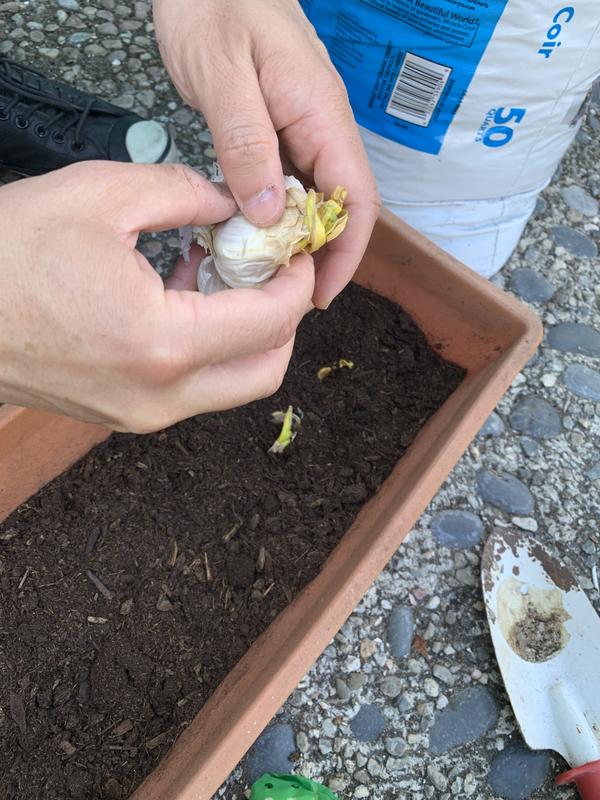 Van Zyverden White Garlic Italian Late Bulbs 5-Count 84556 at Lowes.com